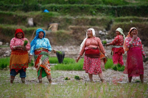 Paddy Day in Nepal: Sowing Seeds of Culture, History, and Joy | One ...